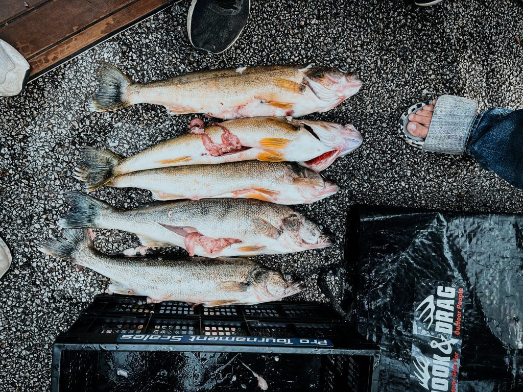 Alleged Walleye Tourney Cheaters Charged With 3 Felonies Each