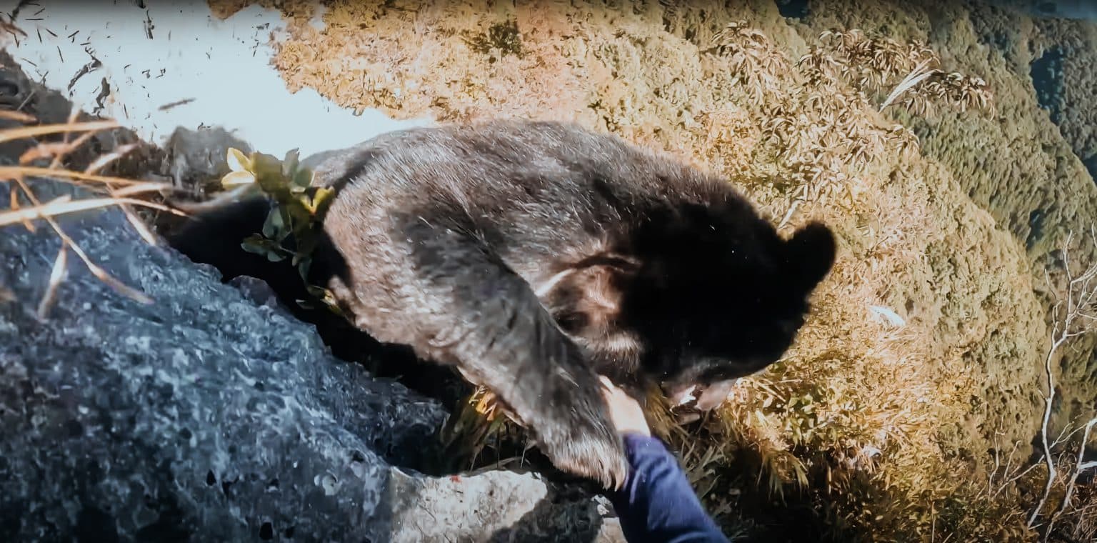 Rock Climber Wins Bear Fight Using Martial Arts