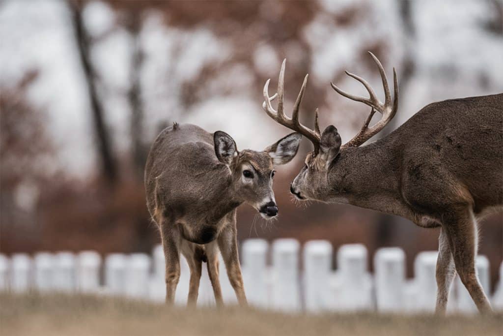 Know Your Game: How Long Do Whitetail Deer Live?