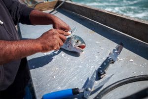 How To Choose the Best Fish Cleaning Table