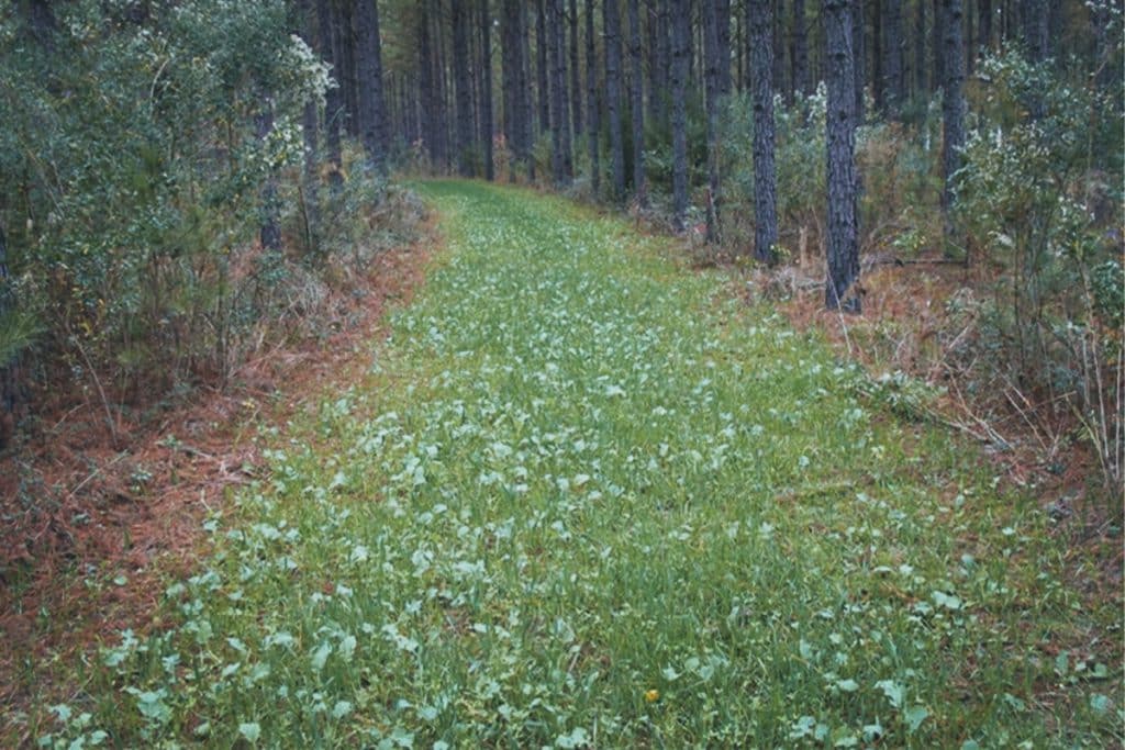 Whitetail Institute: The Staying Power of the Food Plot King