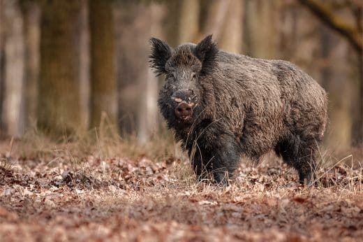 California Hog Hunting Regs Loosened as Pig Plague Continues