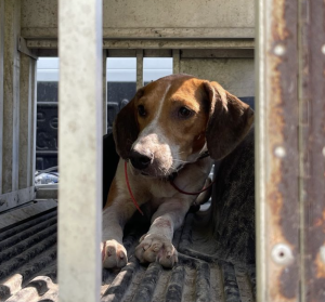 Deer Hunting With Dogs: An Old and Controversial Tradition