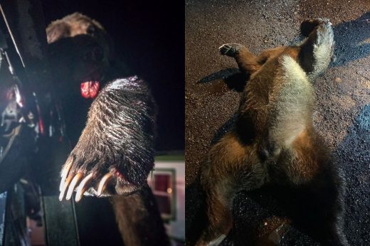 Man Kills Kodiak Bear Inside Neighbor’s House with a 12-Gauge