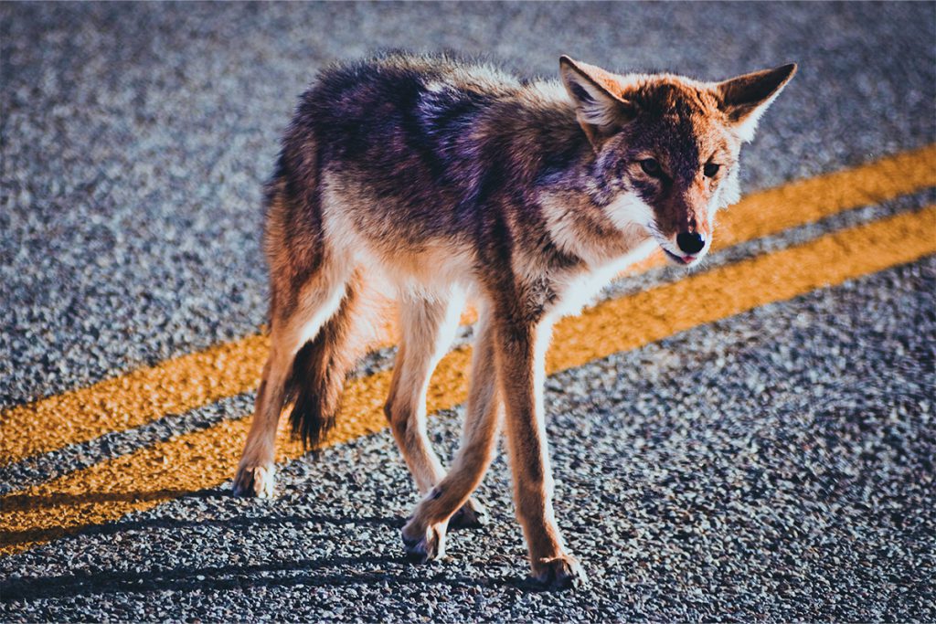 Coyote Attack Roundup: 8 More Reasons to Hate On Yotes