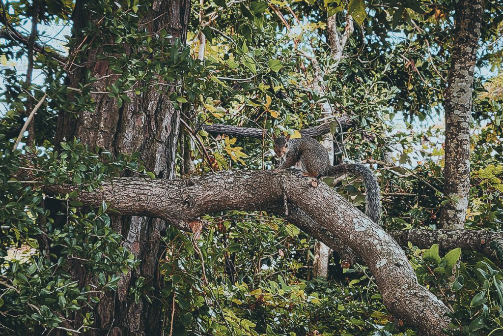 Squirrel Hunting to Build Big Game Skills: This Is the Way