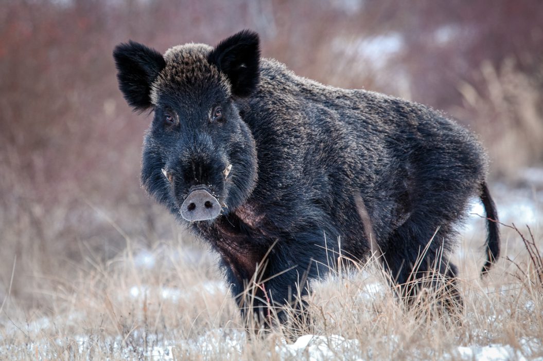 Super Pigs: Huge Canadian Hybrid Hogs Poised to Invade U.S.