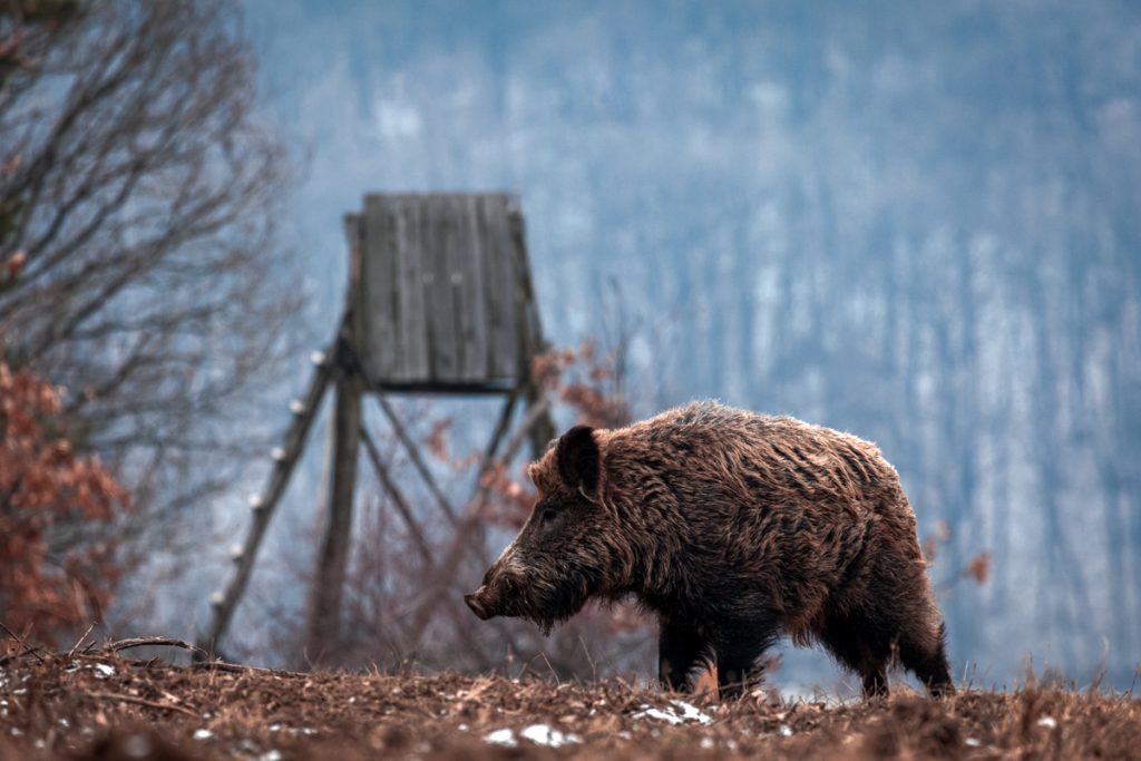 Super Pigs: Huge Canadian Hybrid Hogs Poised to Invade U.S.