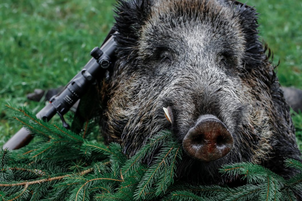 Super Pigs: Huge Canadian Hybrid Hogs Poised to Invade U.S.