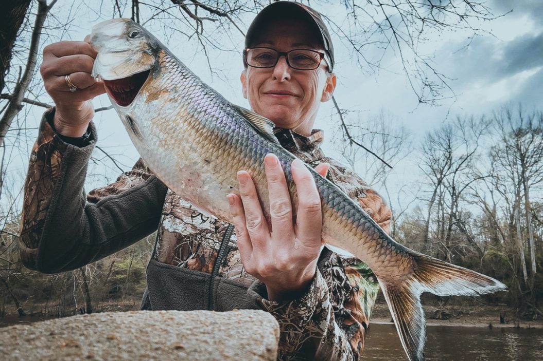 Did the American Shad Save George Washington’s Colonial Army?