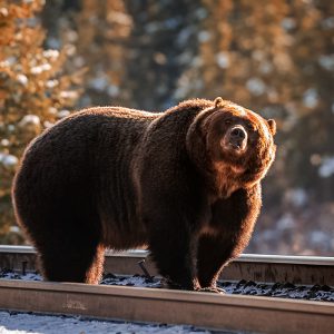 The Boss Bear: Meet the Most Badass Bear in Banff