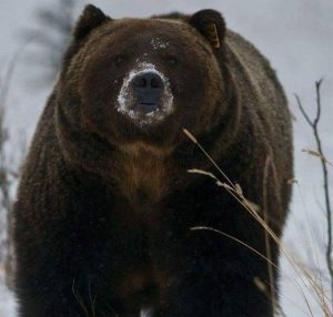 The Boss Bear: Meet the Most Badass Bear in Banff
