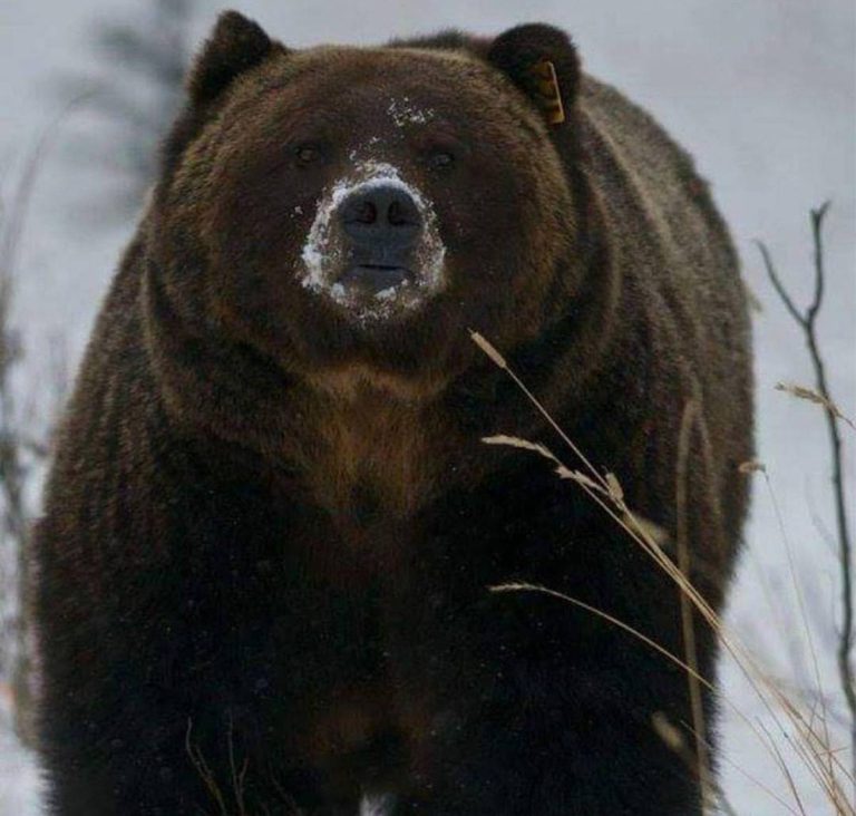 The Boss Bear: Meet the Most Badass Bear in Banff