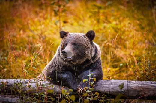 The Boss Bear: Meet the Most Badass Bear in Banff