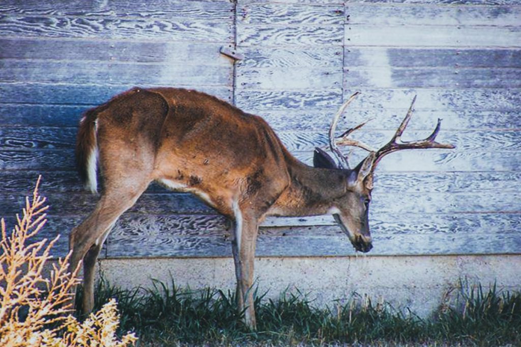 $70M Earmarked for Zombie Deer Disease Research, Management