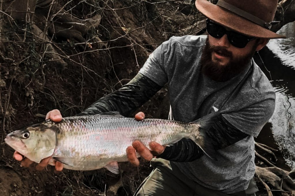 Did the American Shad Save George Washington’s Colonial Army?