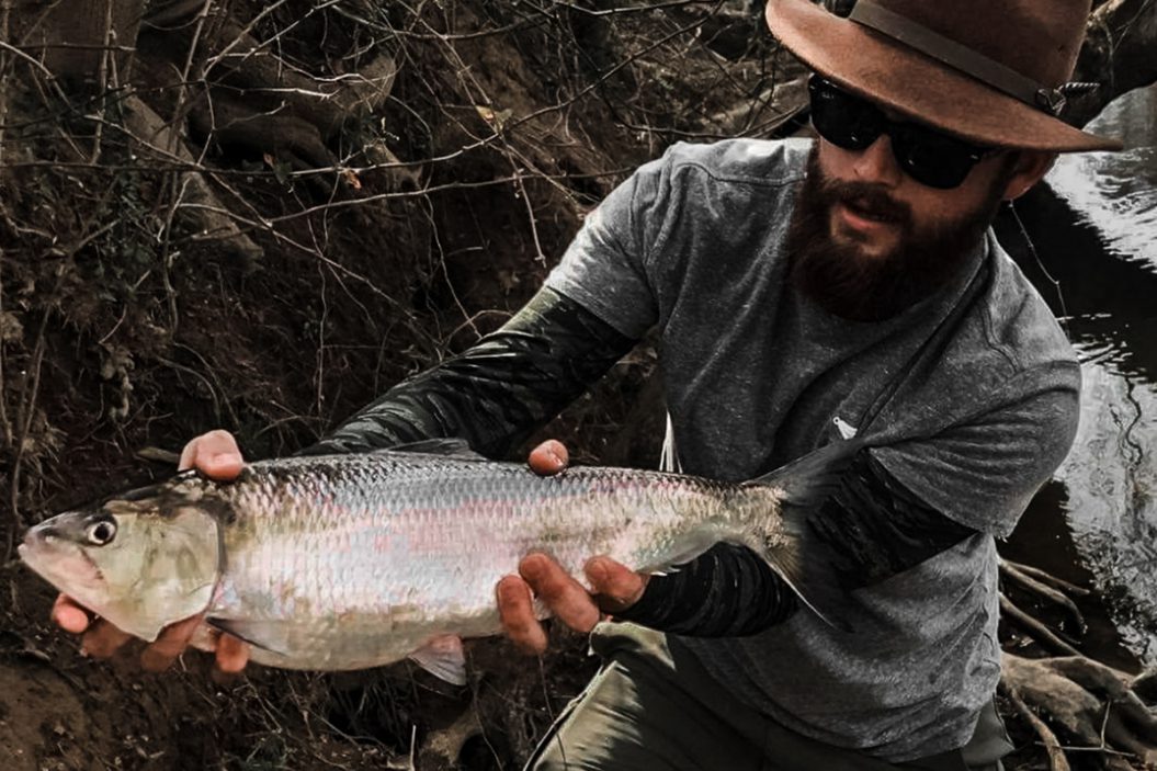 Did the American Shad Save George Washington’s Colonial Army?