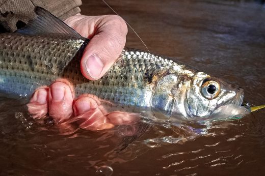 Did the American Shad Save George Washington’s Colonial Army?