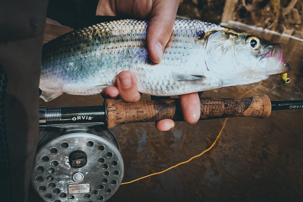 Did the American Shad Save George Washington’s Colonial Army?