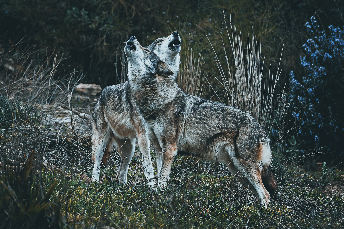 How to Handle Wolves in Colorado Remains Controversial