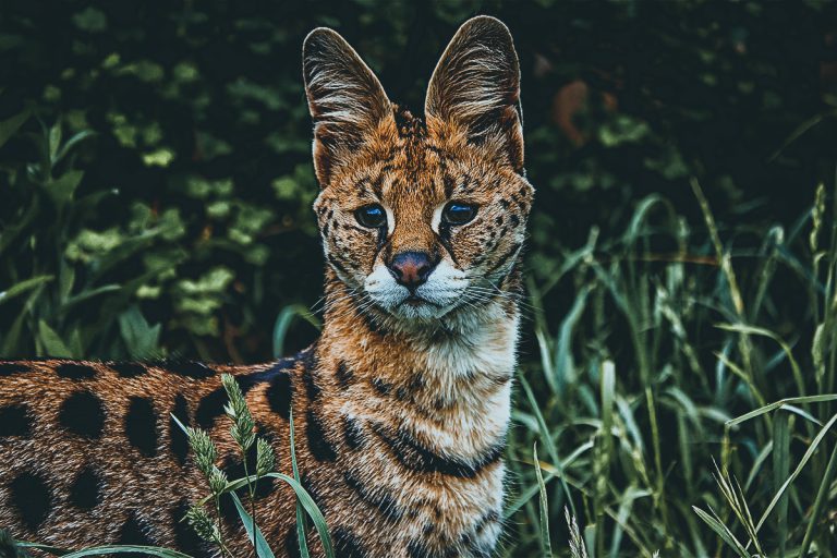 Cocaine Cat: Blitzed African Serval Found on Streets of Cincinnati