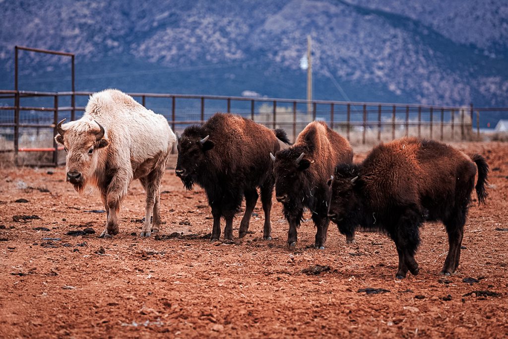 UFC’s Cowboy Cerrone Takes Us Inside His Badass BMF Ranch
