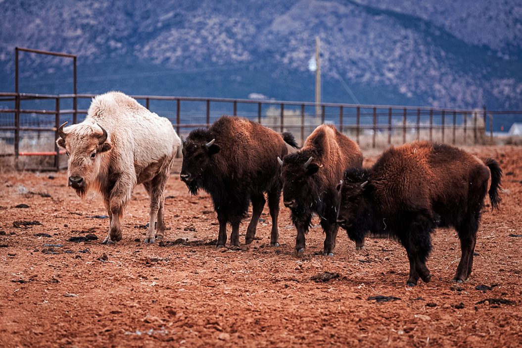 UFC’s Cowboy Cerrone Takes Us Inside His Badass BMF Ranch