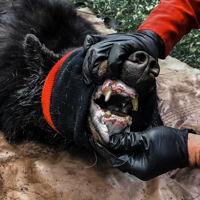 American Bear Foundation: Heroes for Bears