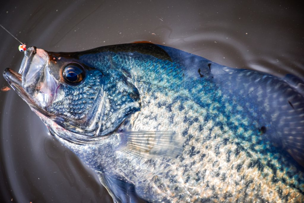Crappie Fishing: Fast Action, Good Eatin’