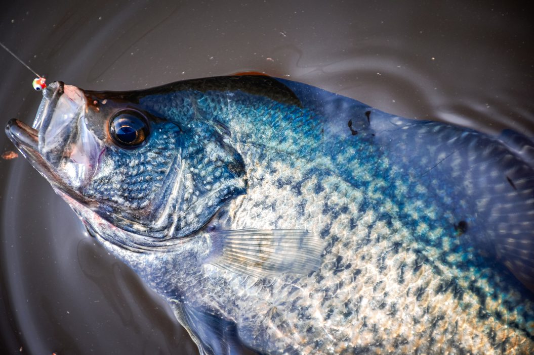 Crappie Fishing: Fast Action, Good Eatin’