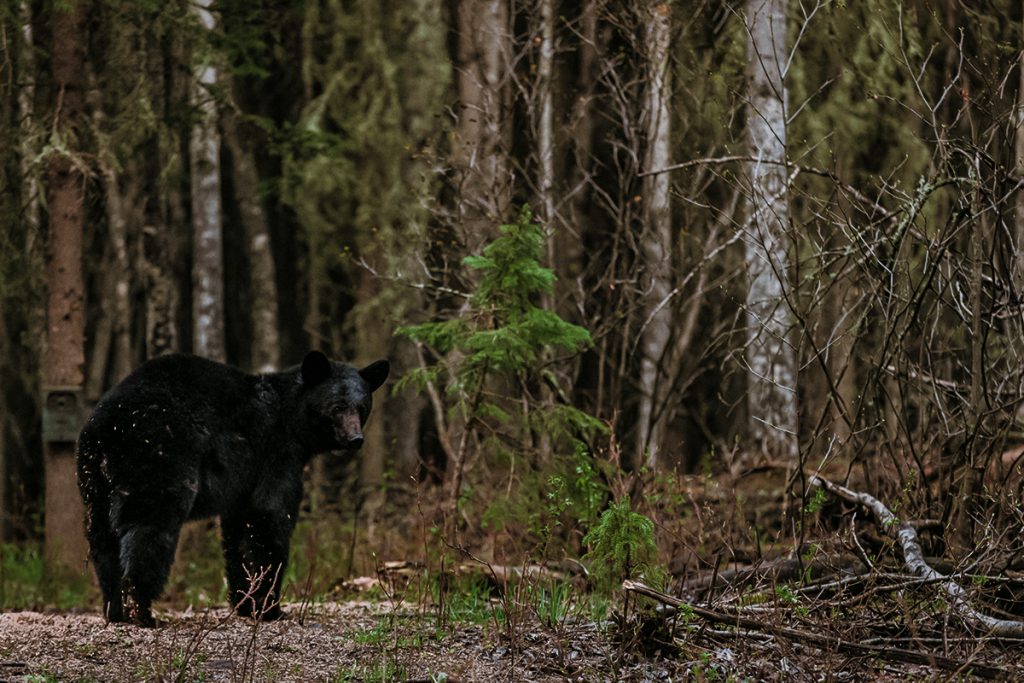 BRCC Alberta Bear Hunt, Ep. 1: One Broadhead, One Bear