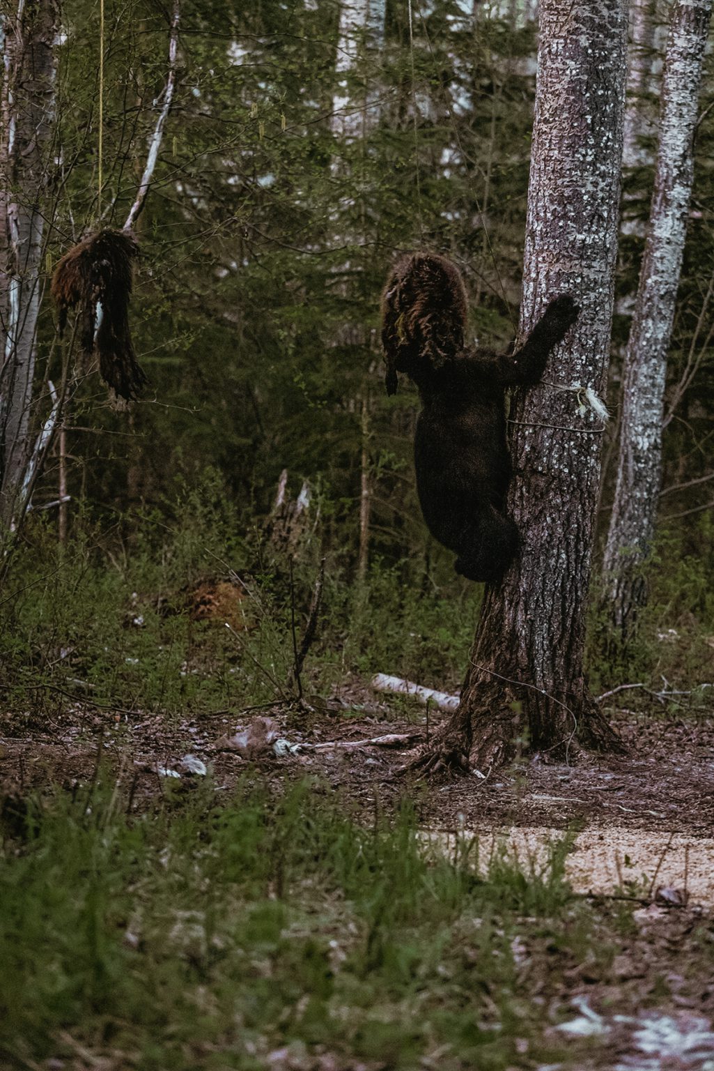 BRCC Alberta Bear Hunt, Ep. 1: One Broadhead, One Bear