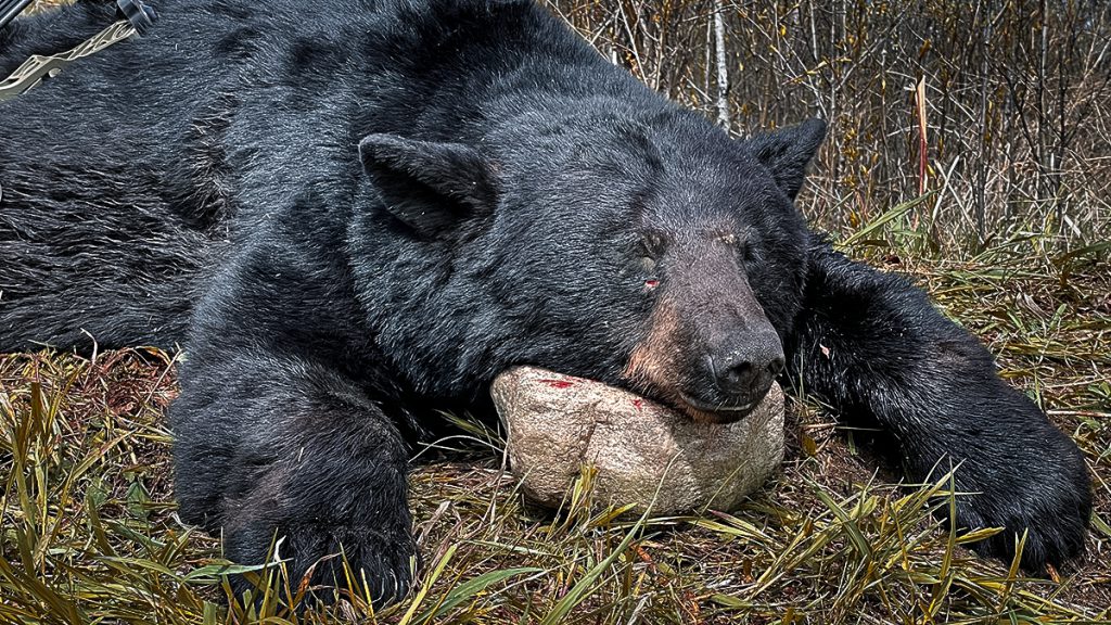BRCC Alberta Bear Hunt Ep. 2: A Hard-Earned, Last-Light Bear