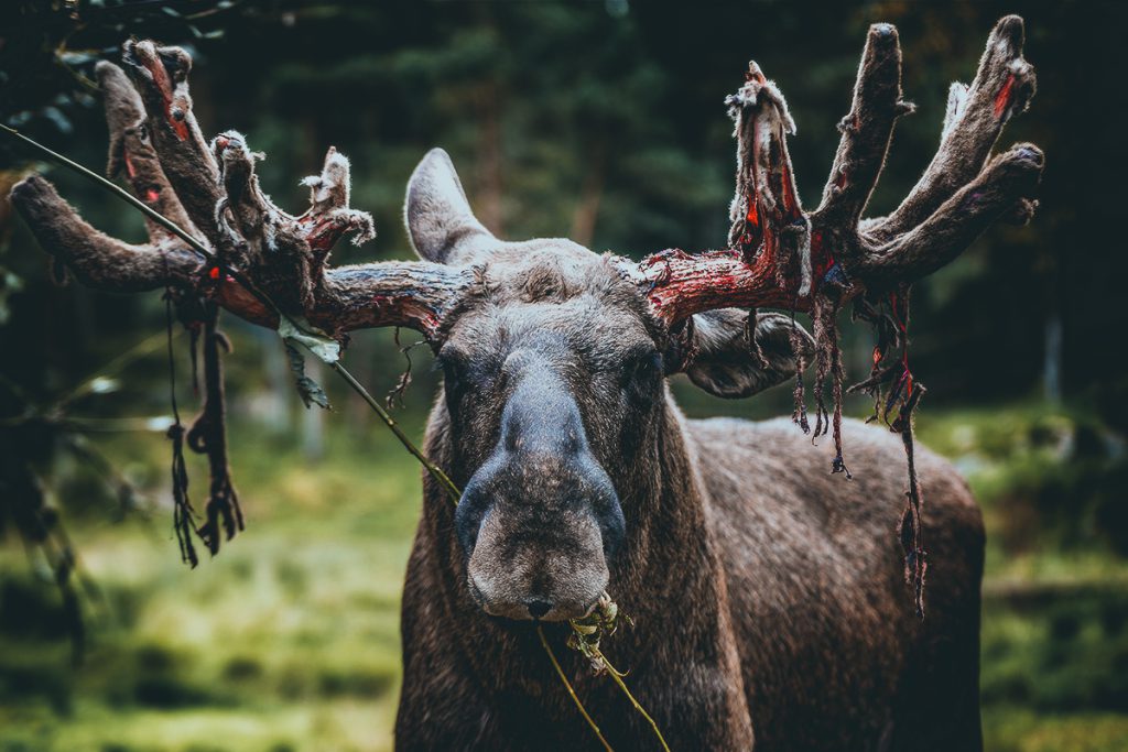 1st Recorded Rabid Alaskan Moose Gets Aggressive in Town