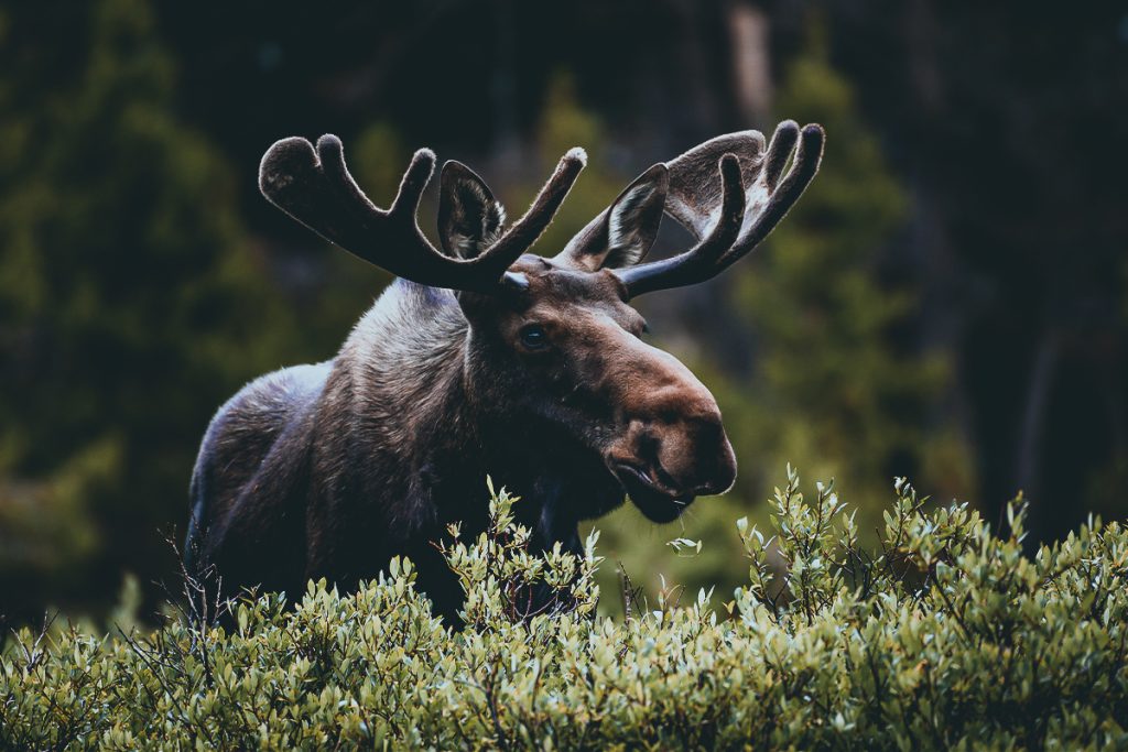 1st Recorded Rabid Alaskan Moose Gets Aggressive in Town