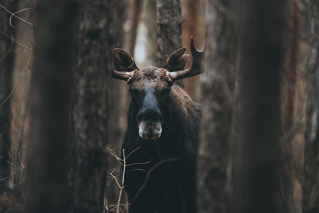 1st Recorded Rabid Alaskan Moose Gets Aggressive in Town