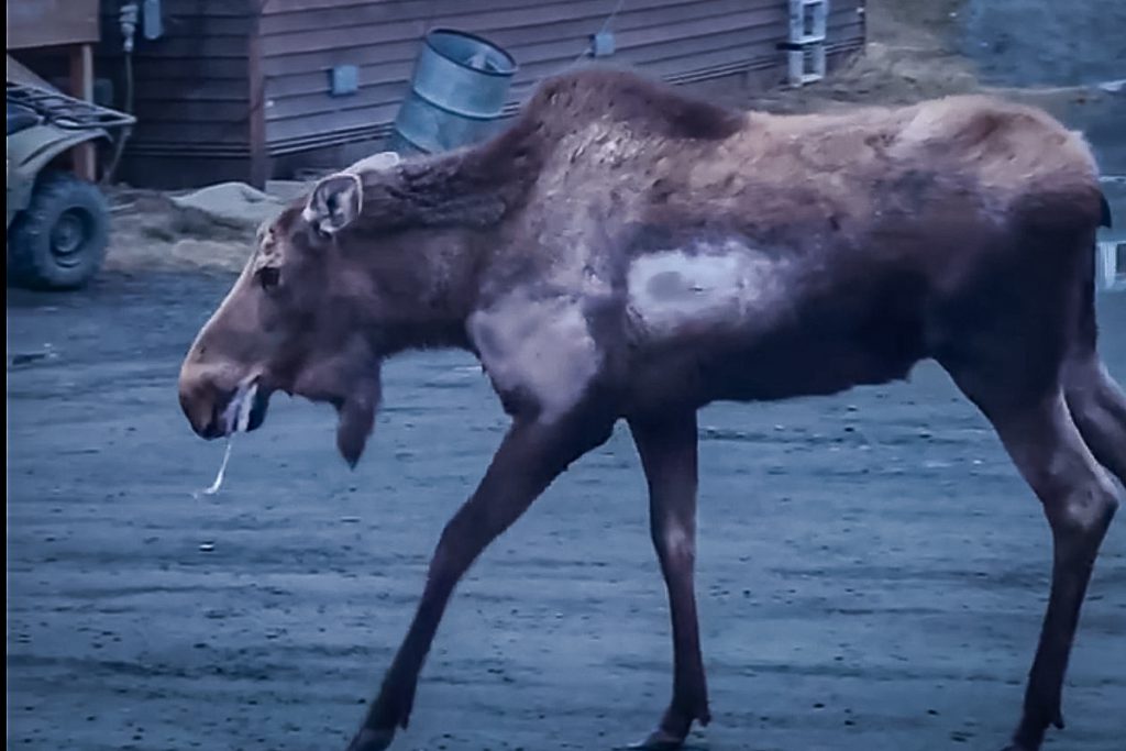 1st Recorded Rabid Alaskan Moose Gets Aggressive in Town