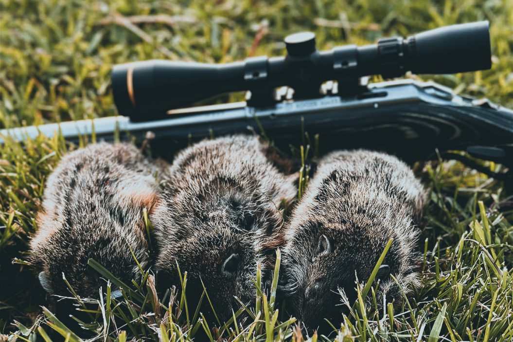 17 HMR: The Ultimate Rimfire Cartridge?