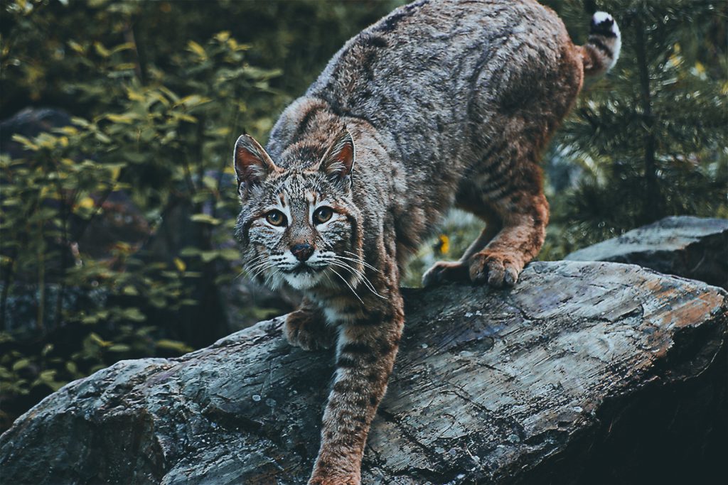 Bobcat Kitten Vibes in Arizona Attic, Mom Hangs Out in Shower