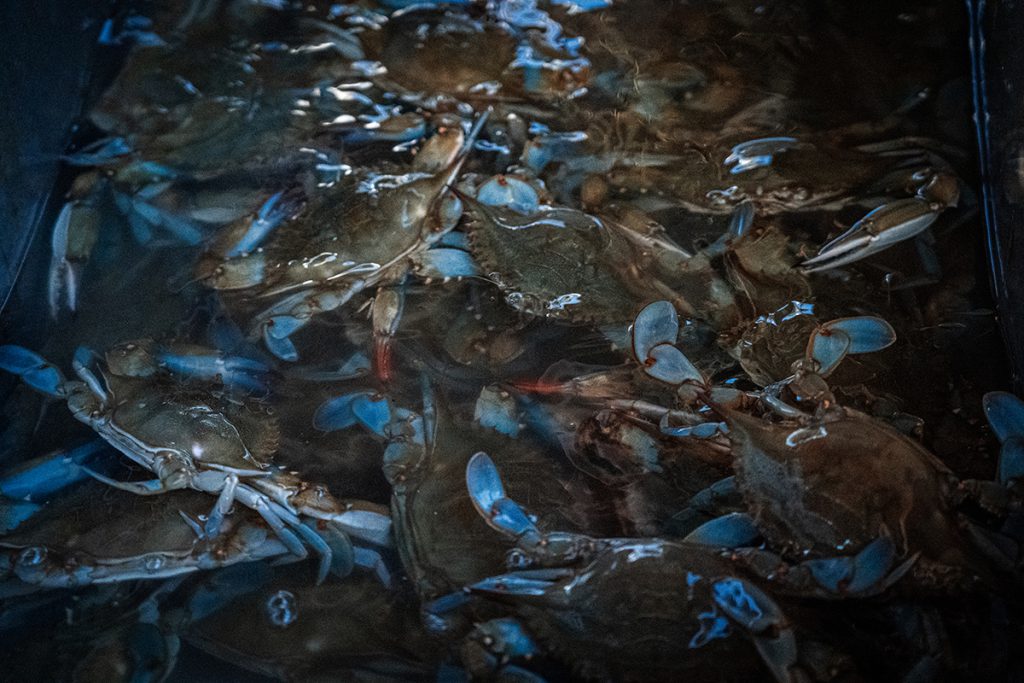 Luke McFadden: A Young Crabber on the Cutthroat Chesapeake