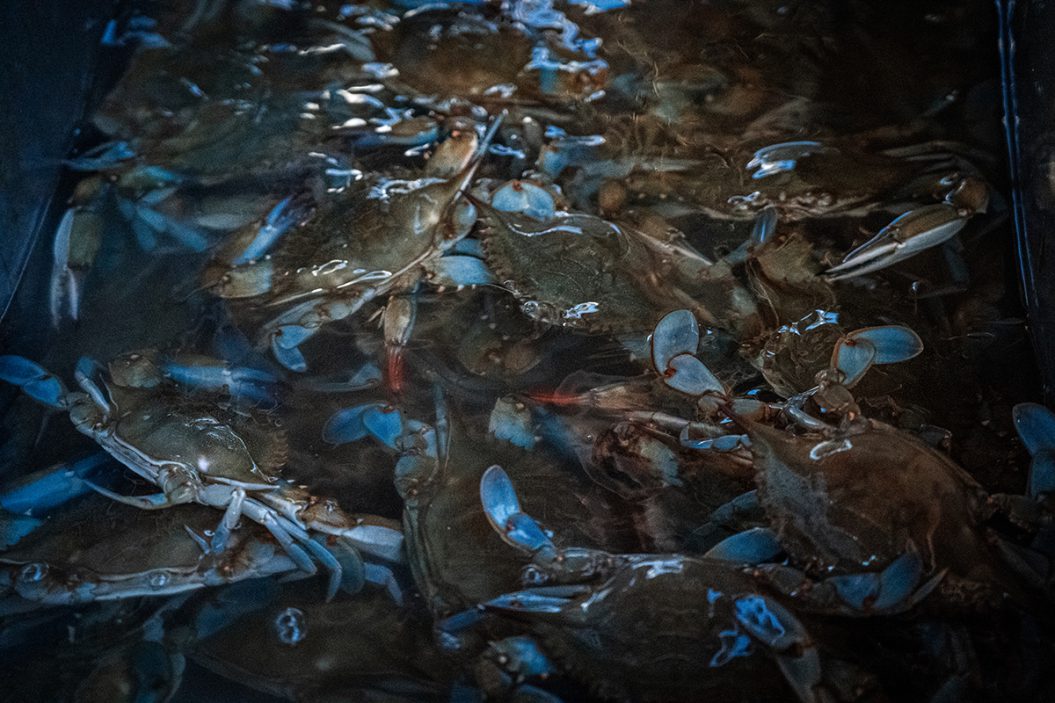 Luke McFadden: A Young Crabber on the Cutthroat Chesapeake