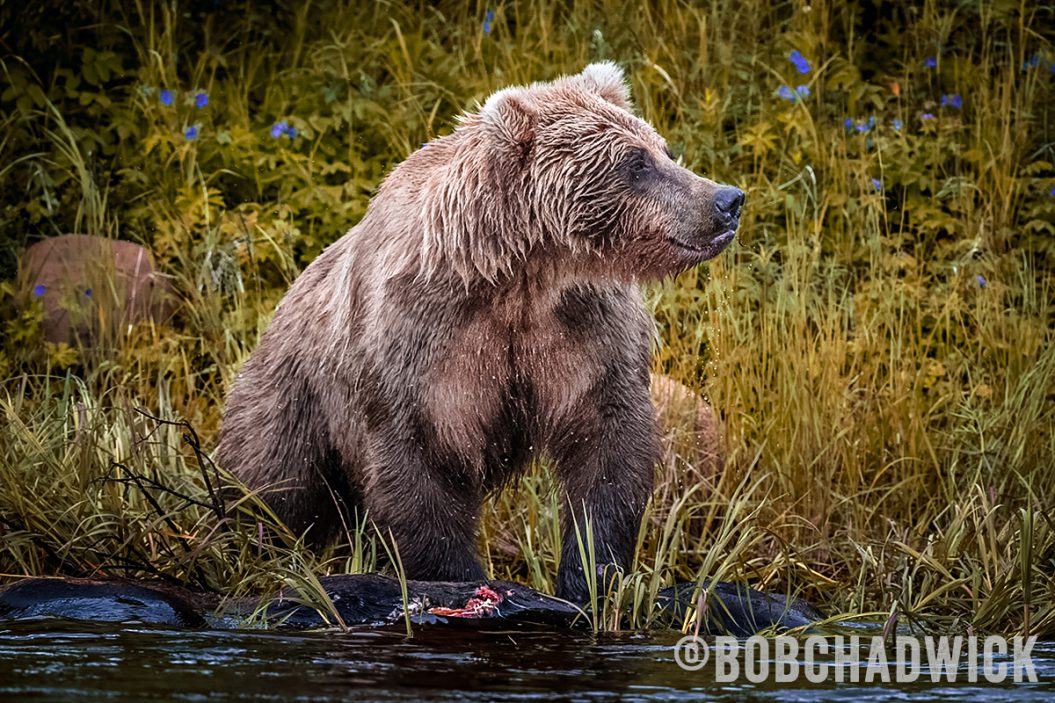 BTS of Viral Brown Bear vs. Moose Video — Plus Photos!
