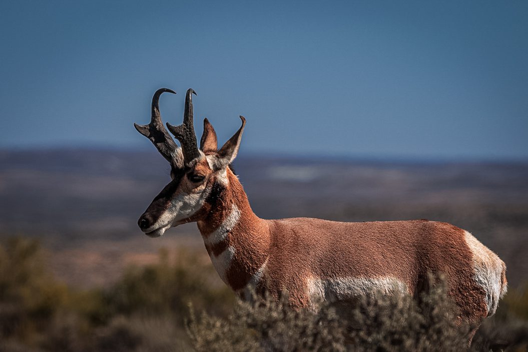Being There For My Wife’s First Pronghorn: Priceless