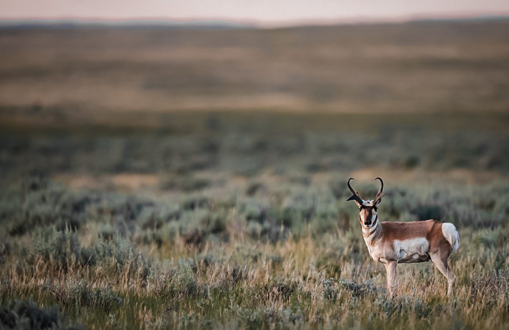Being There For My Wife’s First Pronghorn: Priceless