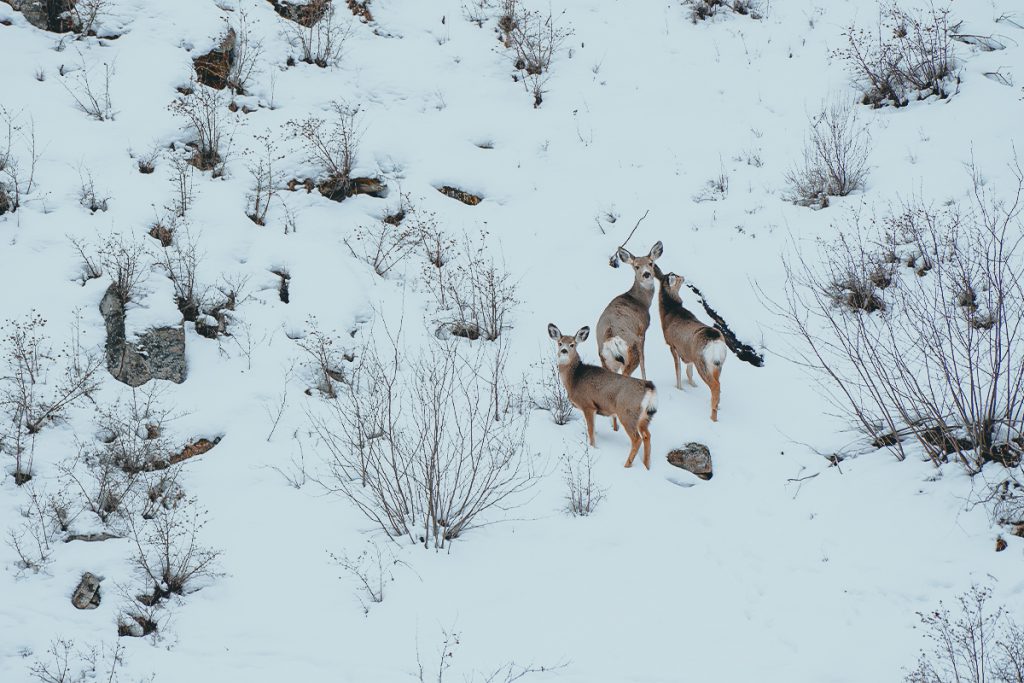 Western Mule Deer In Deep Trouble: State-by-State Breakdown