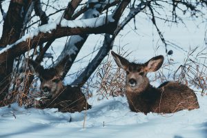 Western Mule Deer In Deep Trouble: State-by-State Breakdown