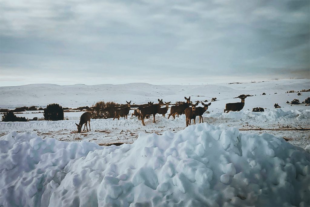 Western Mule Deer In Deep Trouble: State-by-State Breakdown