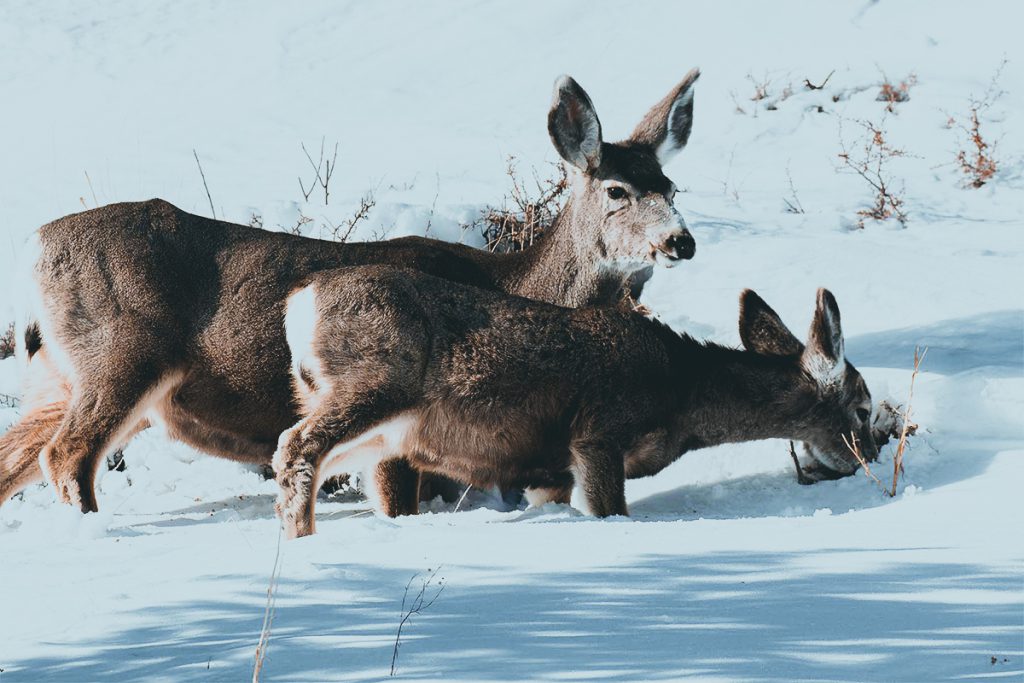 Western Mule Deer In Deep Trouble: State-by-State Breakdown