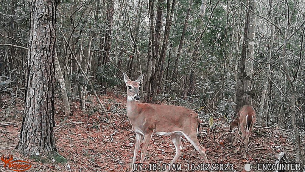Best Cellular Trail Cameras of 2023